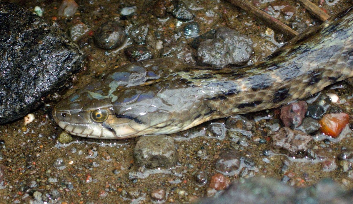 Checkered Keelback Snake | Project Noah