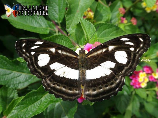 Butterfly | Project Noah