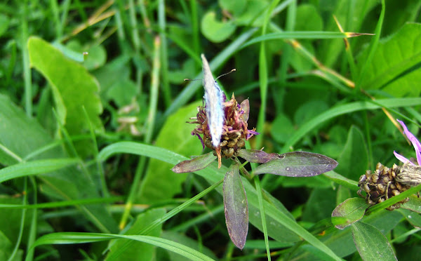 Common blue/Navadni modrin | Project Noah