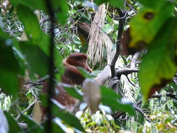 Long-nosed monkey | Project Noah