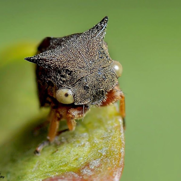 Treehopper | Project Noah