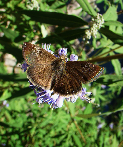 Dingy Skipper | Project Noah