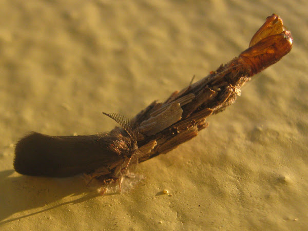 Bagworm Moth | Project Noah