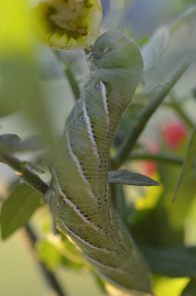 Tobacco Horn Worm | Project Noah