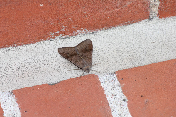 Forage Looper | Project Noah