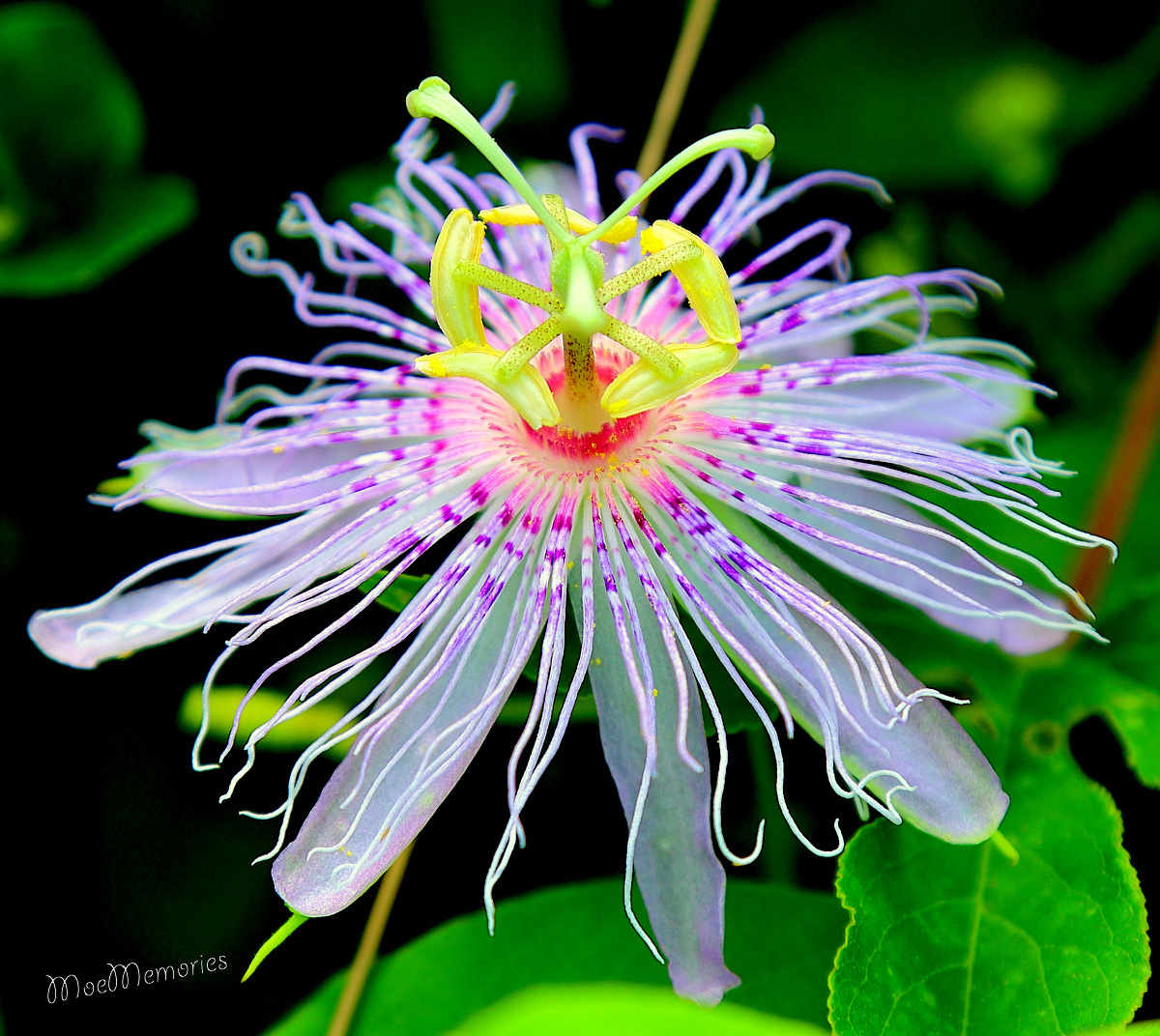 Purple Passion flower | Project Noah