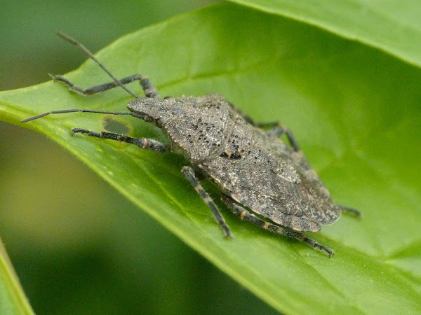 Rough stink bug | Project Noah