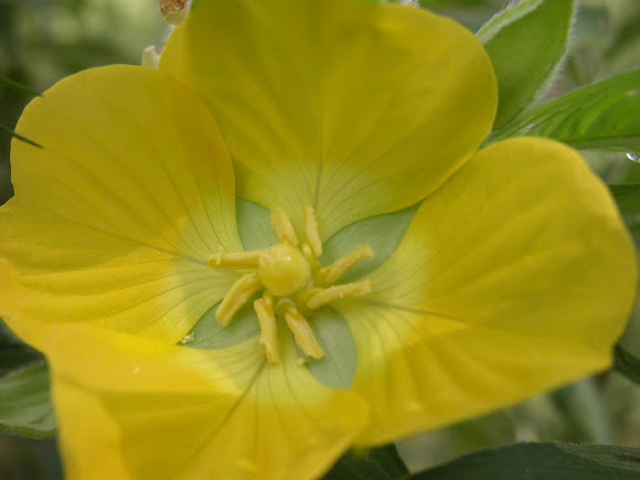Peruvian Primrose Willow | Project Noah