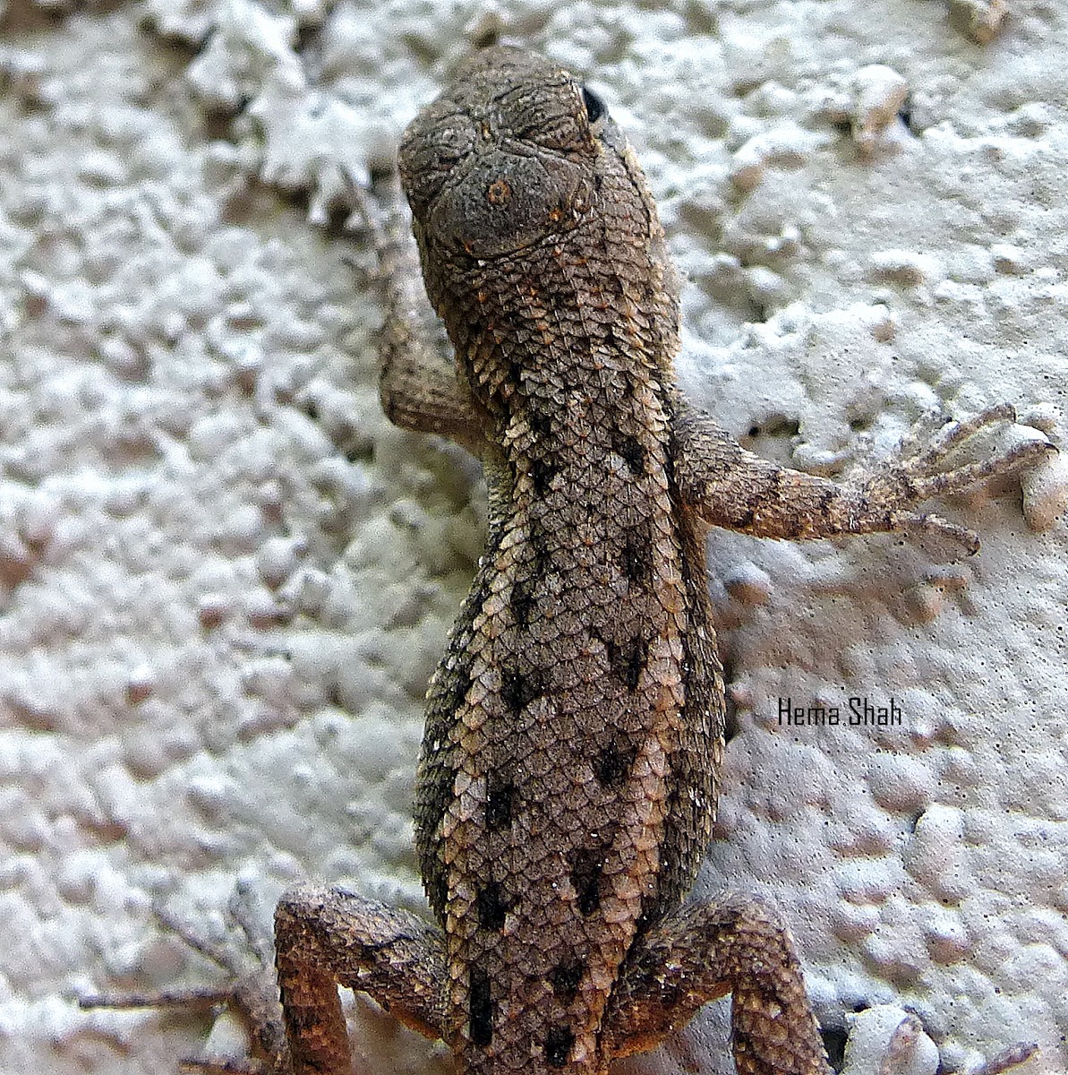 Western Fence Lizard | Project Noah