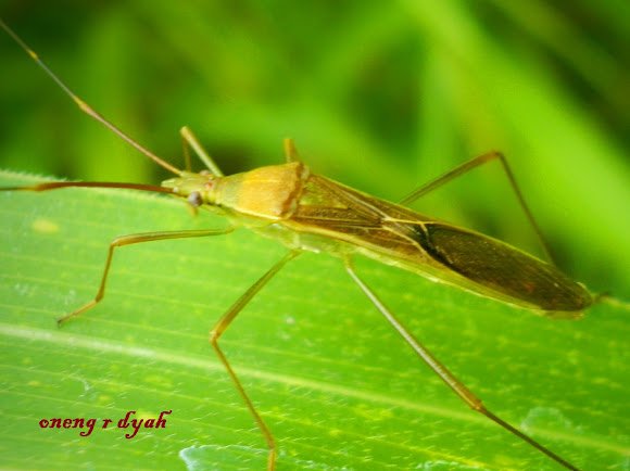 Rice bug | Project Noah