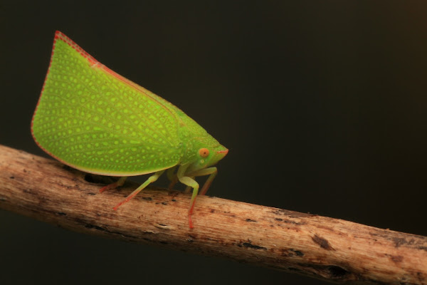 Flatid Planthopper (Torpedo Bug) Siphanta acuta | Project Noah
