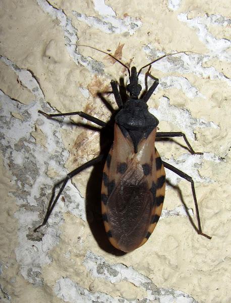 Cone-nosed Bug | Project Noah