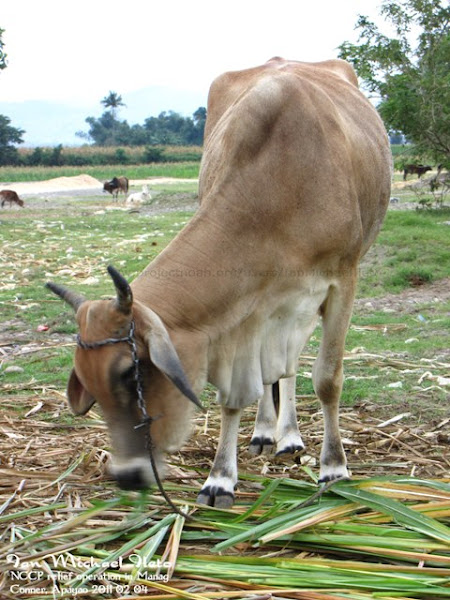 Baka, Cow, Cattle | Project Noah