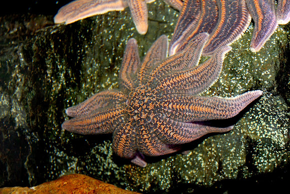 Reef Starfish | Project Noah