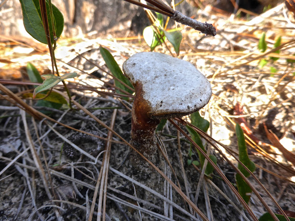 Golden Reishi | Project Noah