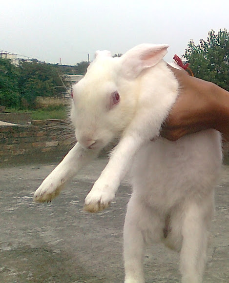 Rabit | Project Noah