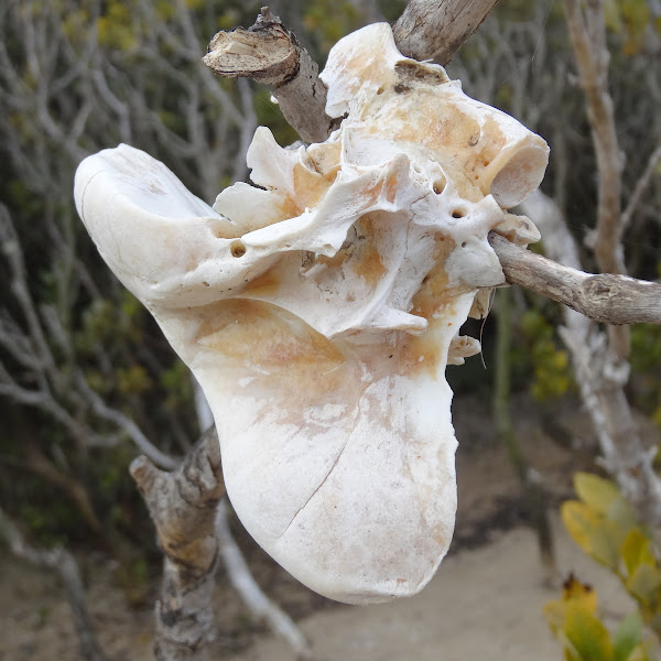 Pelican skull on mangrove | Project Noah