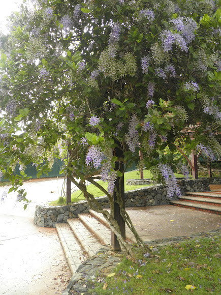 Sandpaper Vine | Project Noah