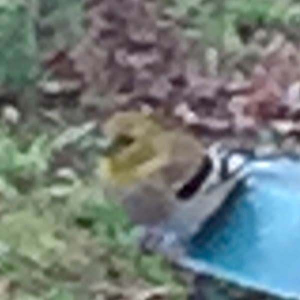 American Goldfinch | Project Noah