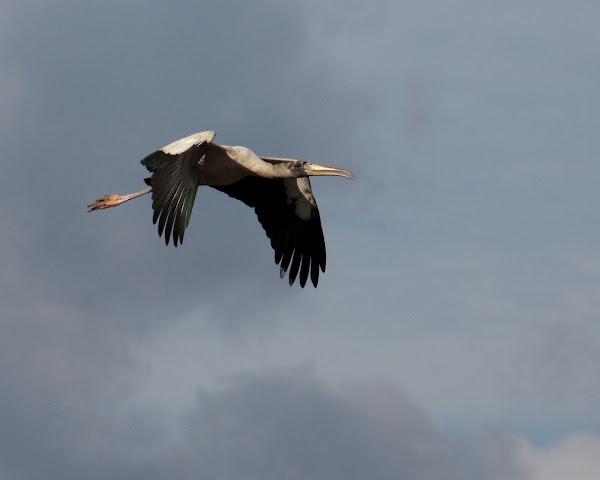 Wood Stork | Project Noah