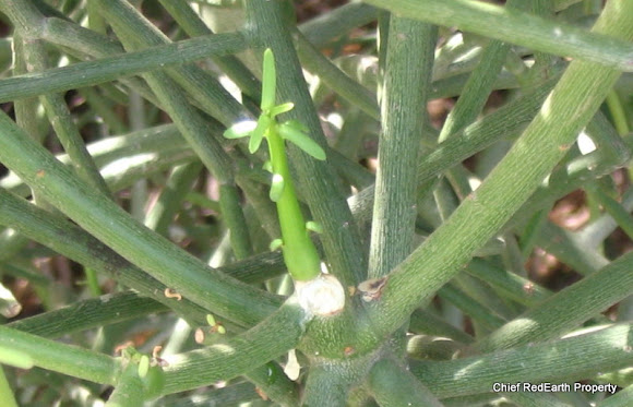 Firestick Plants, Indian Tree Spurge, Naked Lady, Pencil Tree, Sticks ...