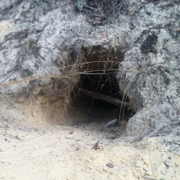 Gopher tortoise burrow | Project Noah