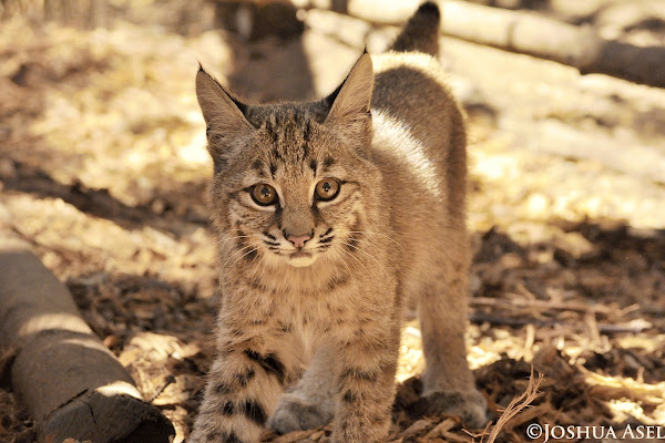 Bobcat, Juvenile | Project Noah
