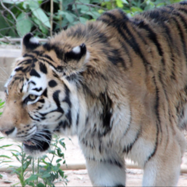 Siberian Tiger | Project Noah