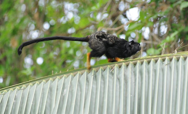 Red-handed tamarin | Project Noah