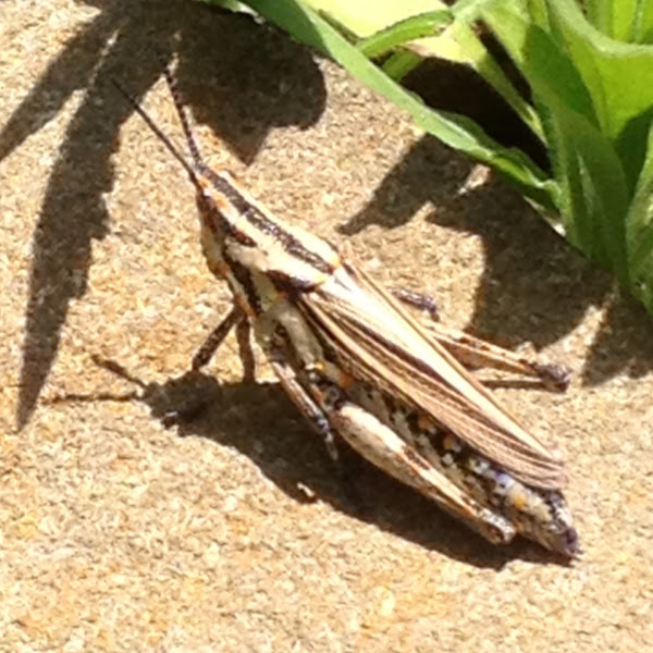 Brown Locust | Project Noah