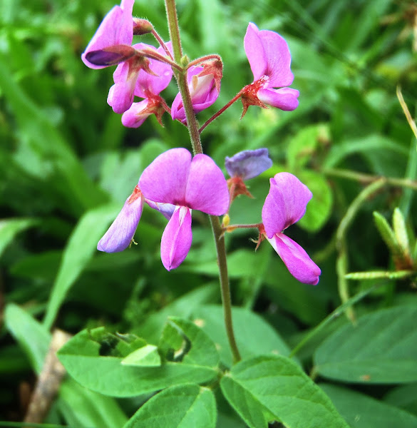 Desmodium | Project Noah