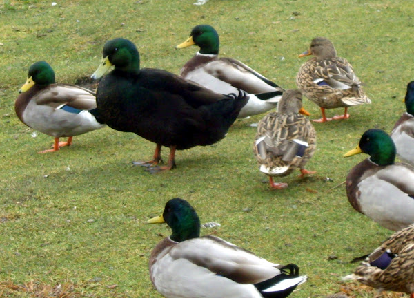 Mallard Hybrid | Project Noah