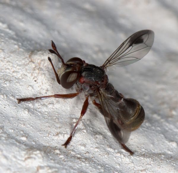 Big-headed Fly | Project Noah