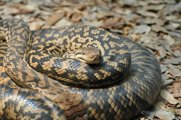 Amethystine Python | Project Noah