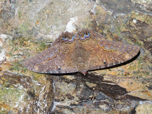 Black Witch Moth | Project Noah