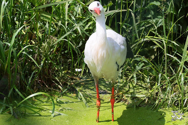 White Stork | Project Noah