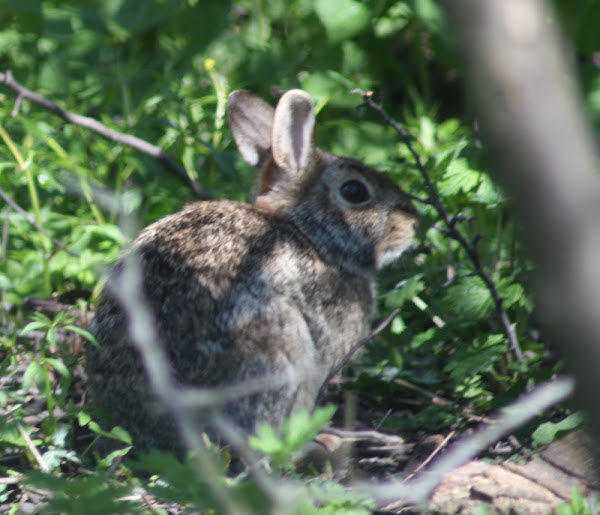 Eastern Cottontail Rabbit | Project Noah