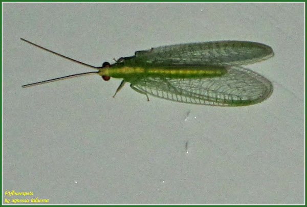 Green Lacewing | Project Noah