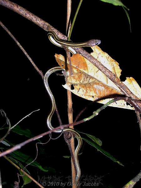 Malayan Bridle Snake | Project Noah