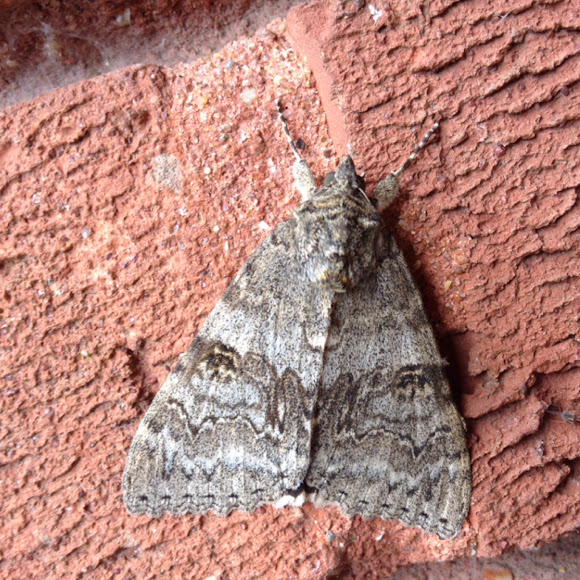 Red underwing | Project Noah