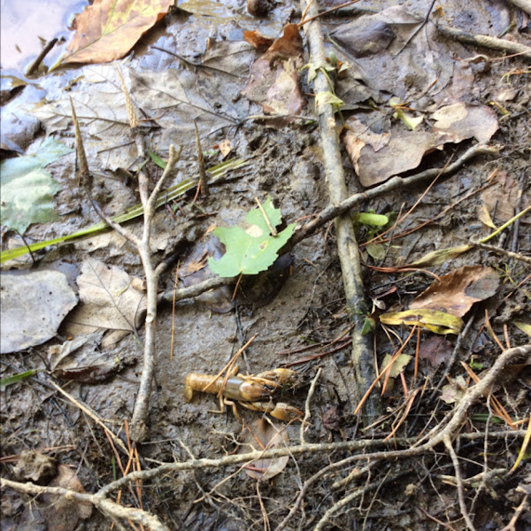 Defraying | Project Noah