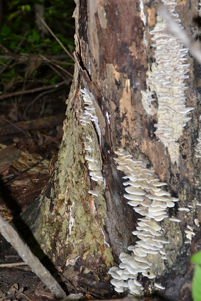 tooth fungi | Project Noah