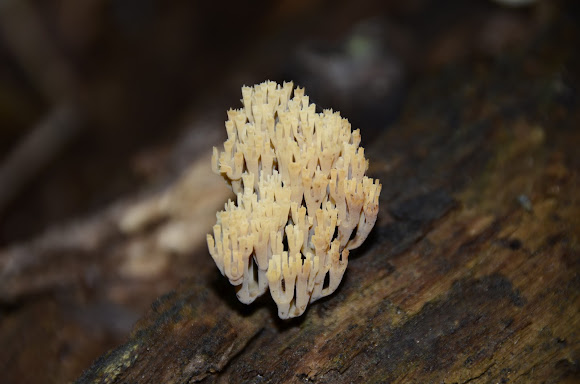 Crowned Clavaria | Project Noah