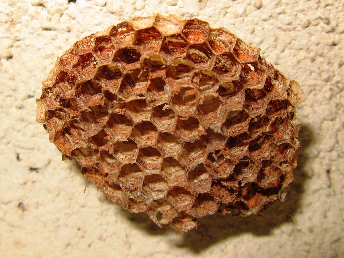 Asian Paper Wasp Hive | Project Noah
