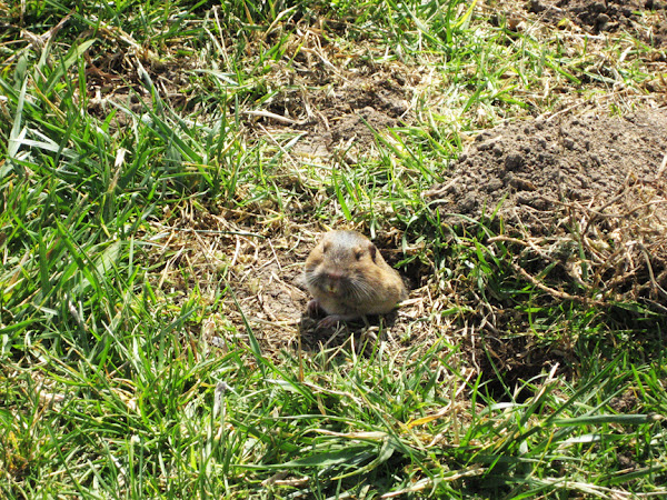 Botta's Pocket Gopher | Project Noah