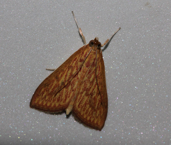 Sesame Leaf Roller | Project Noah