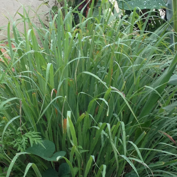 Lemon Grass | Project Noah