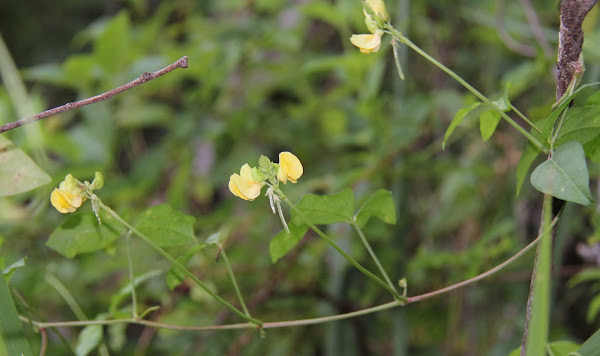 Hairypod Cowpea | Project Noah