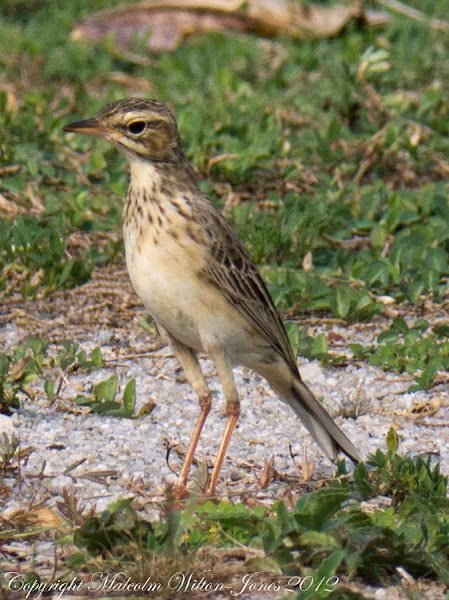 Richard's Pipit | Project Noah