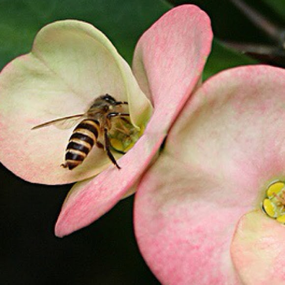 Apis cerana indica | Project Noah